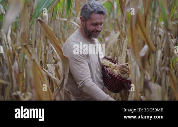 Farmer man harvesting in corn field. Harvest crop in cornfield. Farmer ...
