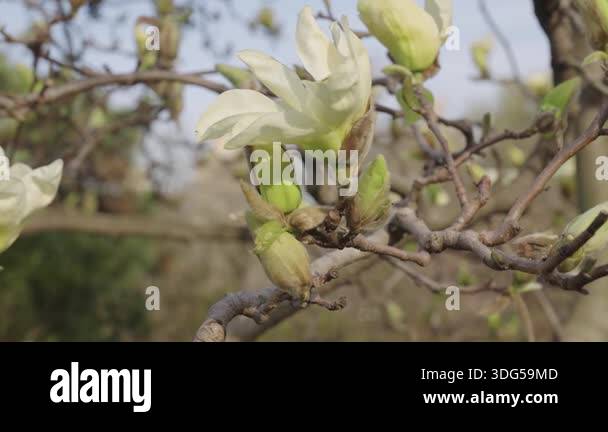 Blossom spring season. Magnolia blossom. Beautiful Yulan spring ...