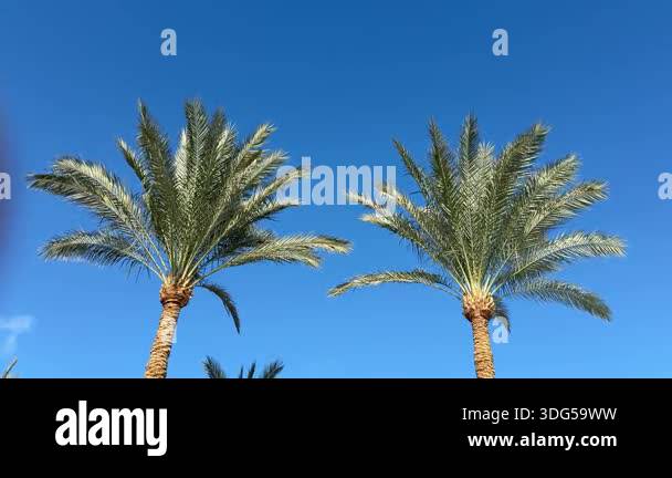 Low angle view of Phoenix dactylifera date palm tree crown with green ...