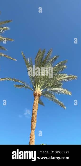 Low angle view of Phoenix dactylifera date palm tree crown with green ...