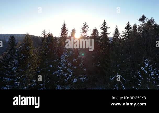 Aerial view of sun rising over snow-covered evergreen trees ...