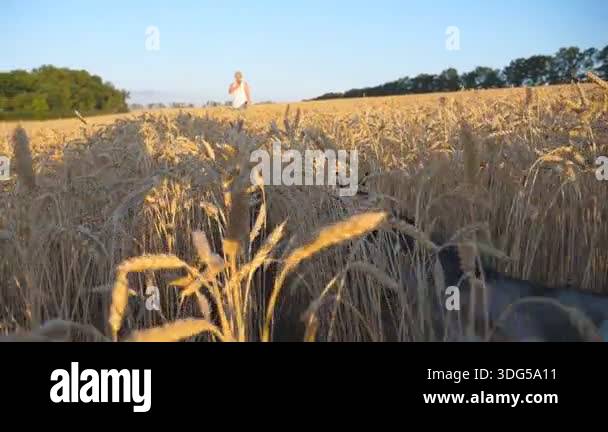 Rear view of siberian husky dog going through tall spikelets at meadow ...