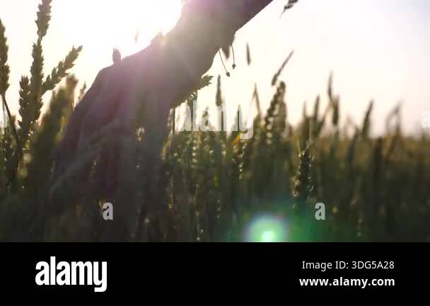 Young woman walking through the barley field and gently touching ...