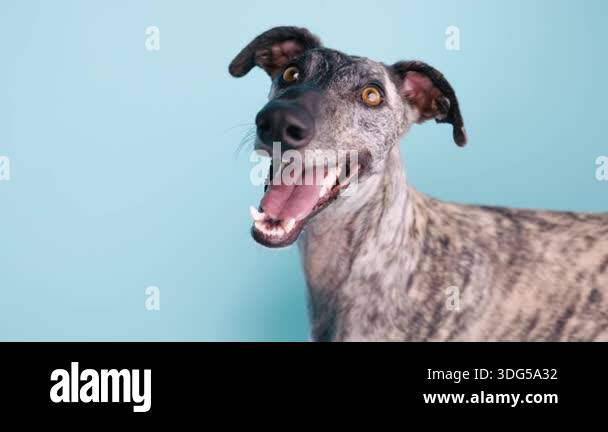 Slow motion studio portrait of an adorable whippet dog with a funny ...
