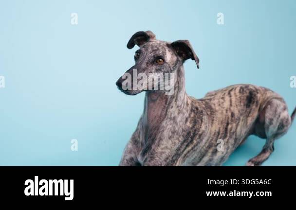 Elegant brindle whippet dog lying down and panting against a solid ...