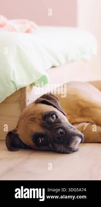 Cute purebred boxer dog lying down on the wooden floor of a cozy ...