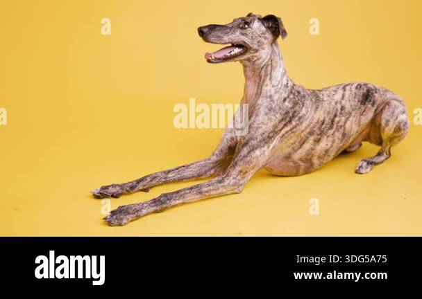 Beautiful and elegant brindle greyhound dog lying down and resting in a ...