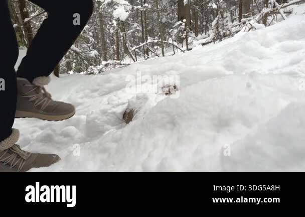 Young woman navigating through a snowy forest trail, stepping carefully ...