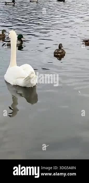 Feeding Swans with Bread in River at Mainly Cloudy Day - First Person ...