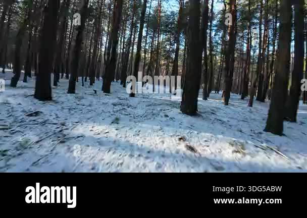 Cinematic FPV drone flight through a winter pine forest with snow ...