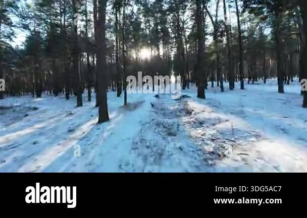 Cinematic FPV drone flight through a winter pine forest with snow ...
