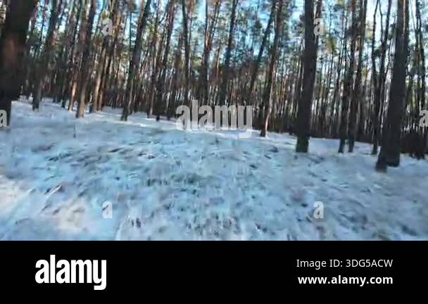 Cinematic FPV drone flight through a winter pine forest with snow ...
