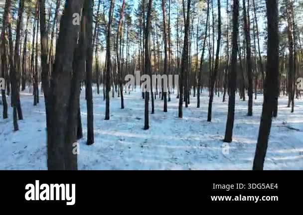 Cinematic FPV drone flight through a winter pine forest with snow ...