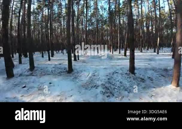 Cinematic FPV drone flight through a winter pine forest with snow ...