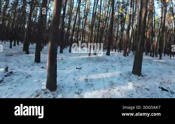 Cinematic FPV drone flight through a winter pine forest with snow ...