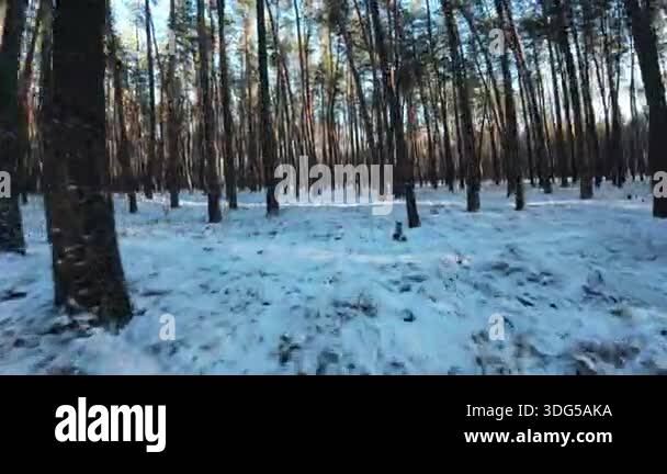 Cinematic FPV drone flight through a winter pine forest with snow ...