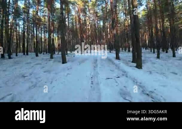 Cinematic FPV drone flight through a winter pine forest with snow ...