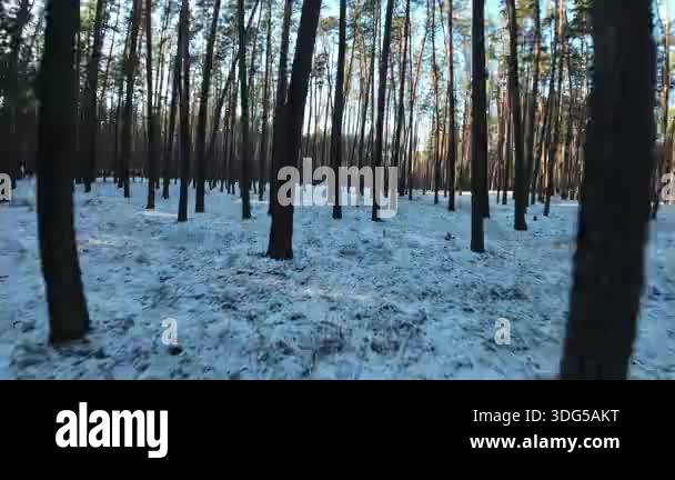 Cinematic FPV drone flight through a winter pine forest with snow ...