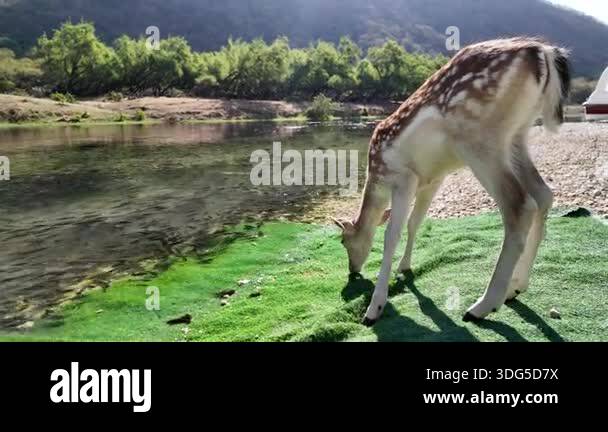 Spotted fawn standing on a pebbled riverbank, drinking water from a ...