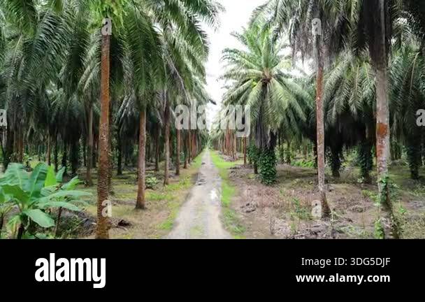 Aerial view moving forward through a path in a large palm oil ...