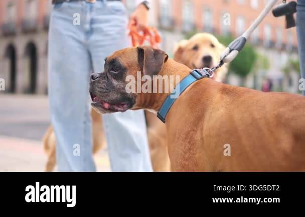 Side view of a purebred german boxer dog yawning while its owner holds ...