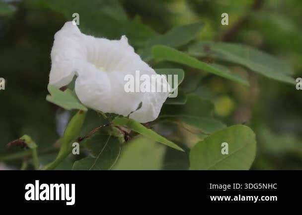 Delicate white flower flourishing in natural light with vibrant green ...