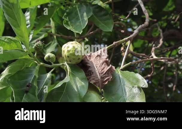 Noni fruit growing on tree with natural light and copy space ...