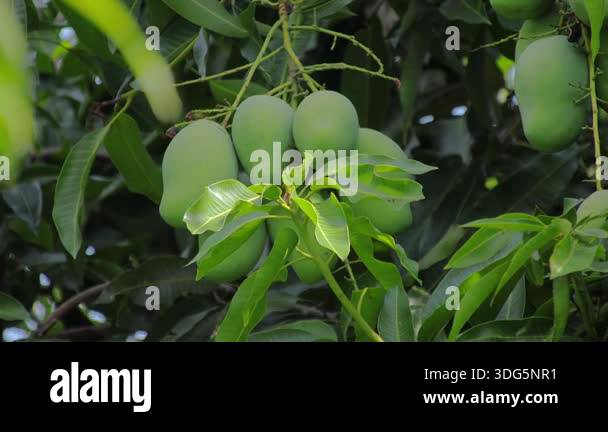 Green mangoes hanging on tree branch softly swaying, representing ...