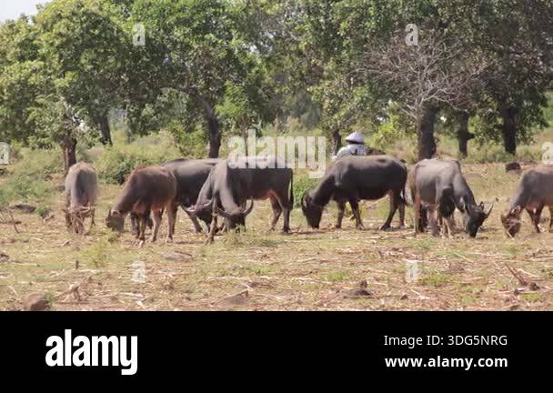 Group of water buffalo grazing in a field under natural light ...