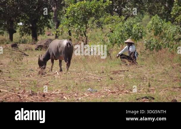 Water buffalo grazing peacefully in field with farmer nearby under ...