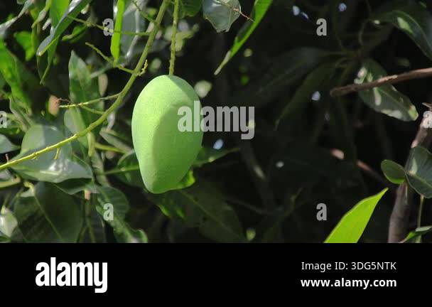 Single unripe mango hanging from tree branch with blurred background of ...