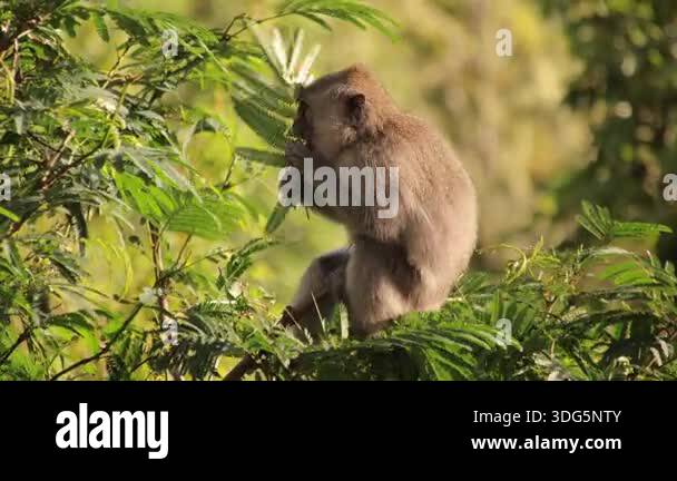Monkey eating leaves in lush foliage, bathed in soft natural light ...