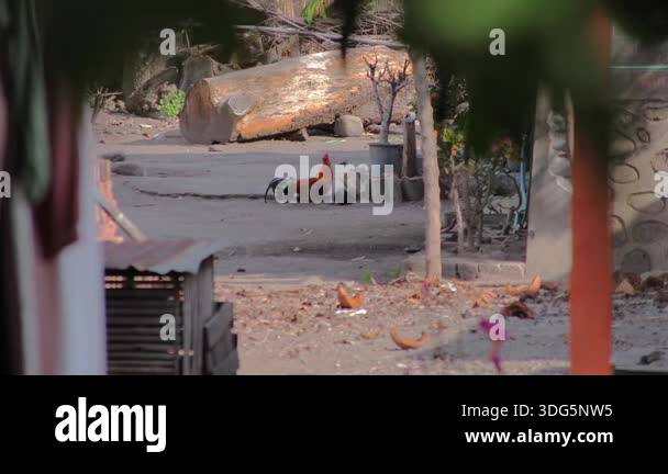Chickens foraging for food in a rural area with natural light ...