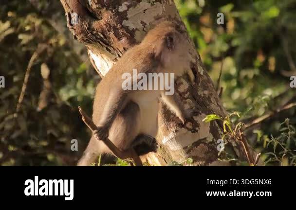 Monkey clinging to tree in a vibrant forest under natural light ...