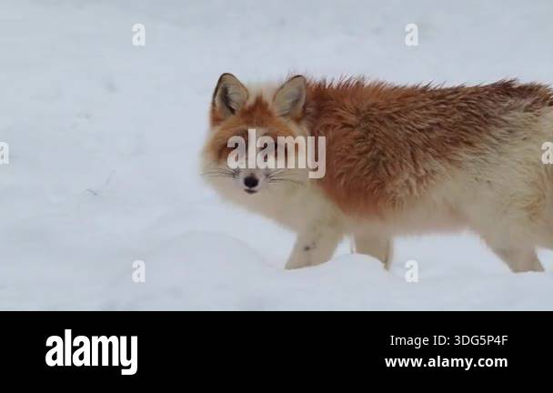 A red fox with an unusual fur pattern stands in the snow during winter ...