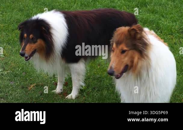 A close-up view of two rough collie dogs. The animals are shown ...