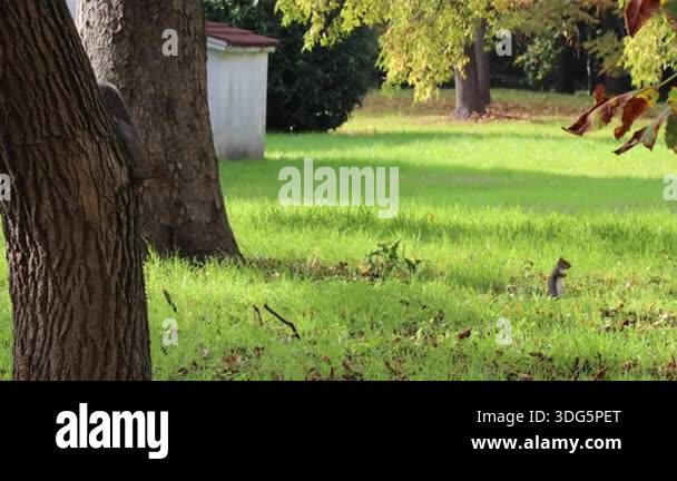A squirrel climbs down a tree to eat on the grass in a park in Abano ...