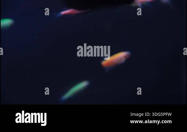 Close-up video of a colorful long fin danio fish gracefully swimming in ...