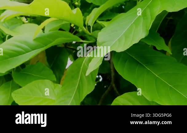 Under the shade fresh yellowish green leaves grow on the edge of a ...