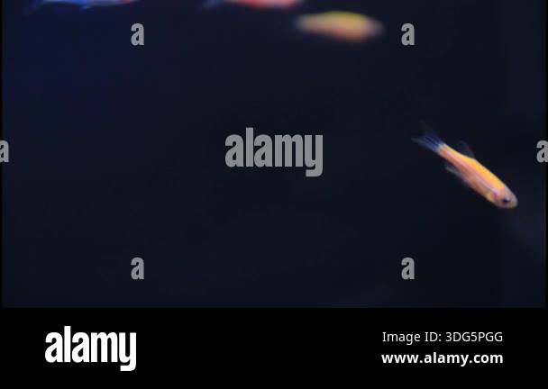 Elegant long fin danio fish with bright neon colors swimming calmly in ...