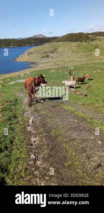 Group of cows walking on dirt path through green grass field beside ...