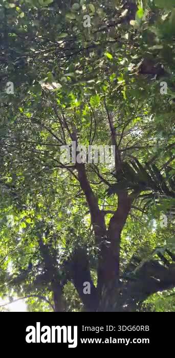 Backlit tree green Leaves With Gentle Lens Flare. Vertical video Stock ...