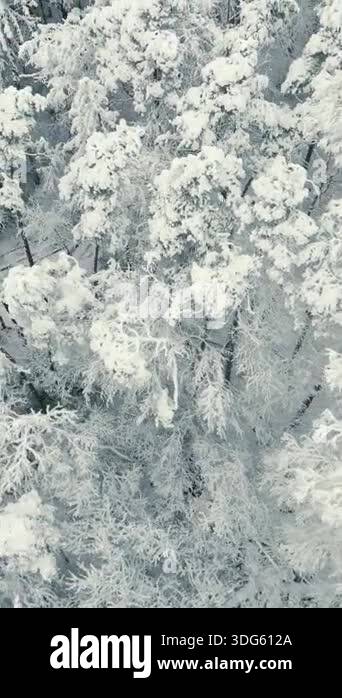 Top view of tree tops covered in snow, snow falling down. Snowy pine ...