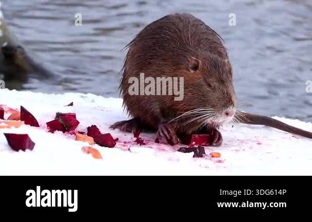 Wild nutria eats beets.Nutria sits in the snow and funnily sorts ...