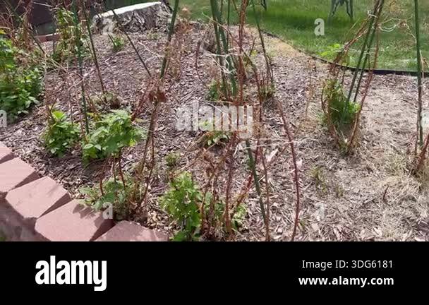 Slow motion- A curved garden bed in a residential backyard is shown ...