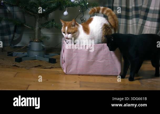 Cats playing in Christmas gift box box medium 4k shot slow motion shot ...