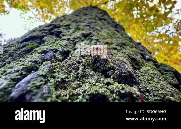 The stink bug crawls lazily down the rough bark of a tree in the autumn ...