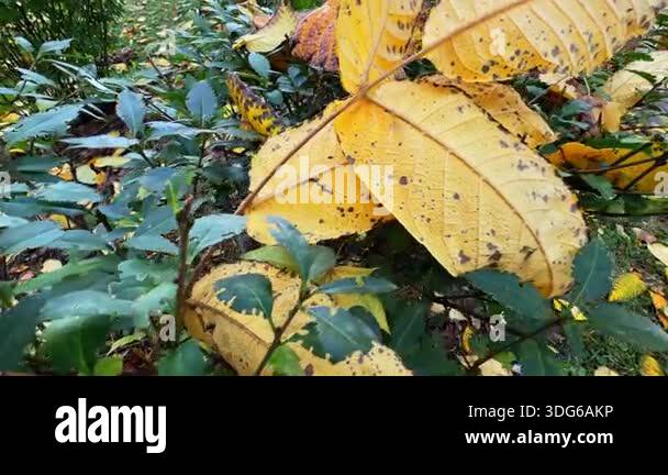 The bright yellow leaves on a lush green bush in park Stock Video ...