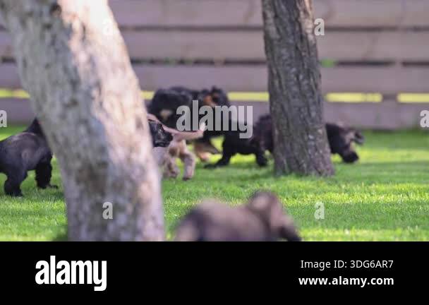 Slow motion spaniel puppies jumping on grass Stock Video Footage - Alamy