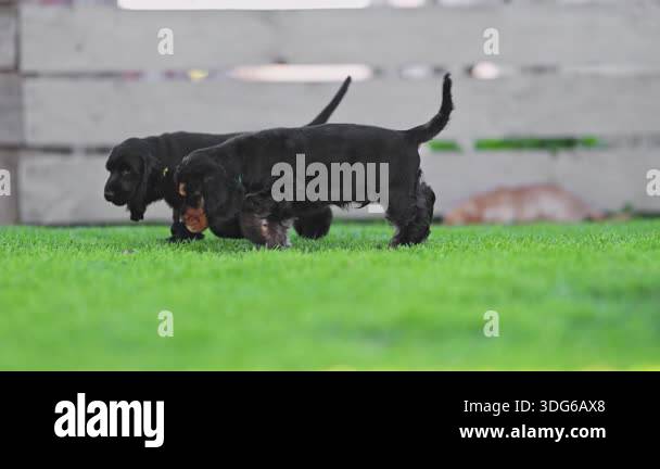 Two dogs running side by side in slow motion Stock Video Footage - Alamy